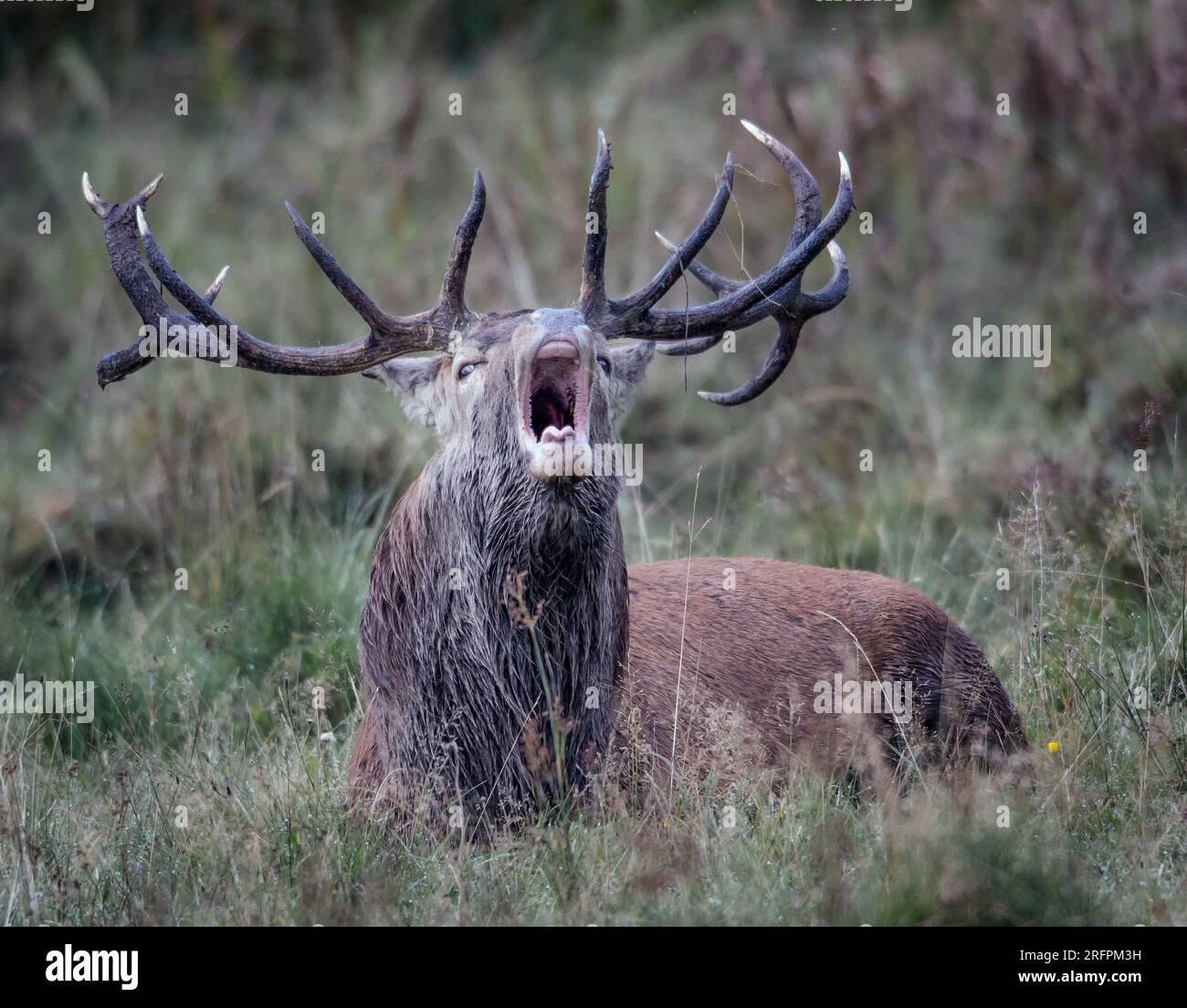 World best wildlife photographer hi-res stock photography and images ...