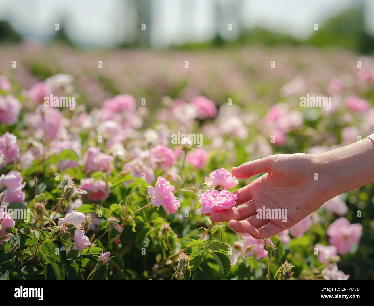 woman picking roses in Field of Damascena roses in sunny summer day ...