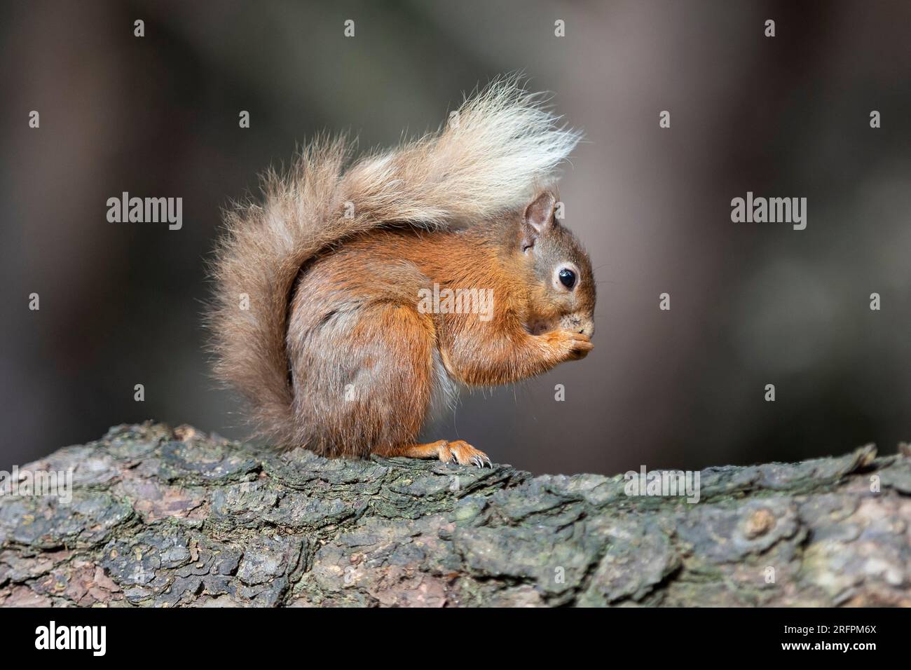Rutting animals hi-res stock photography and images - Alamy