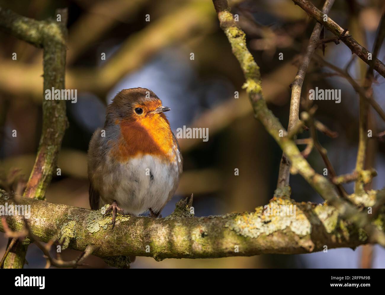 Small brown birds hi-res stock photography and images - Alamy