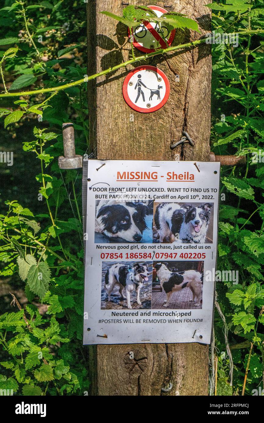 Dog owner on a park bench hi-res stock photography and images - Alamy
