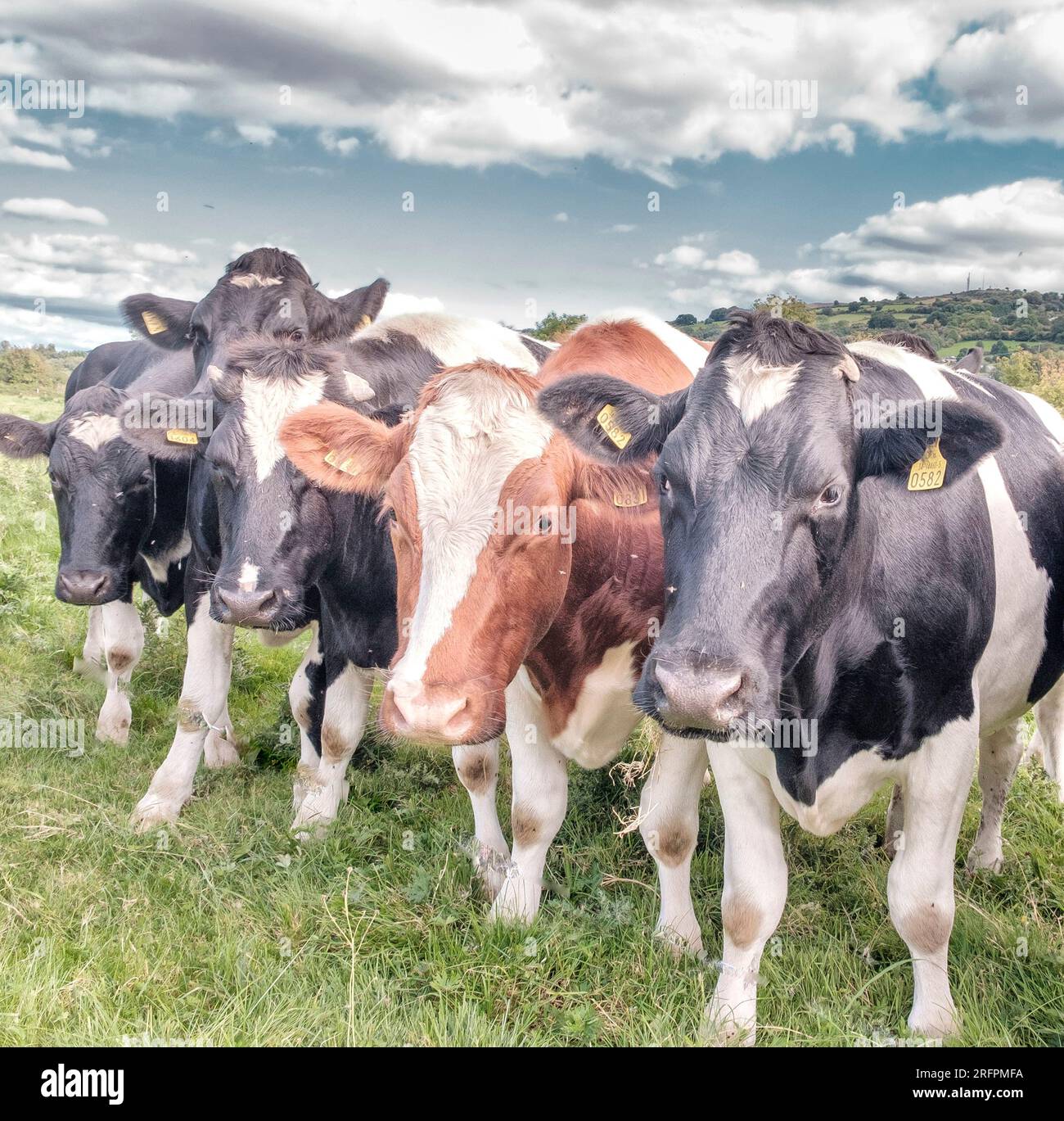 World best wildlife photographer hi-res stock photography and images ...