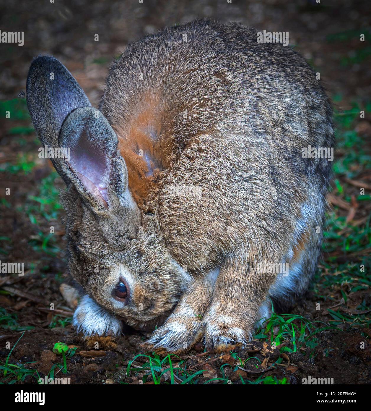 Wildlifeonearth hi-res stock photography and images - Alamy