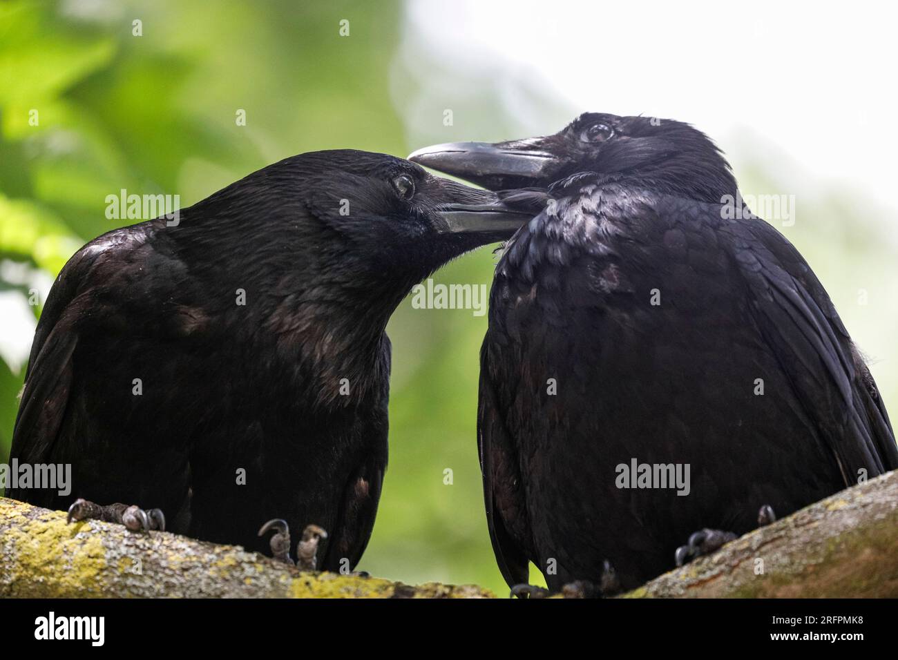 Two carrion crows (Corvus corone), grooming each other, perched on tree ...
