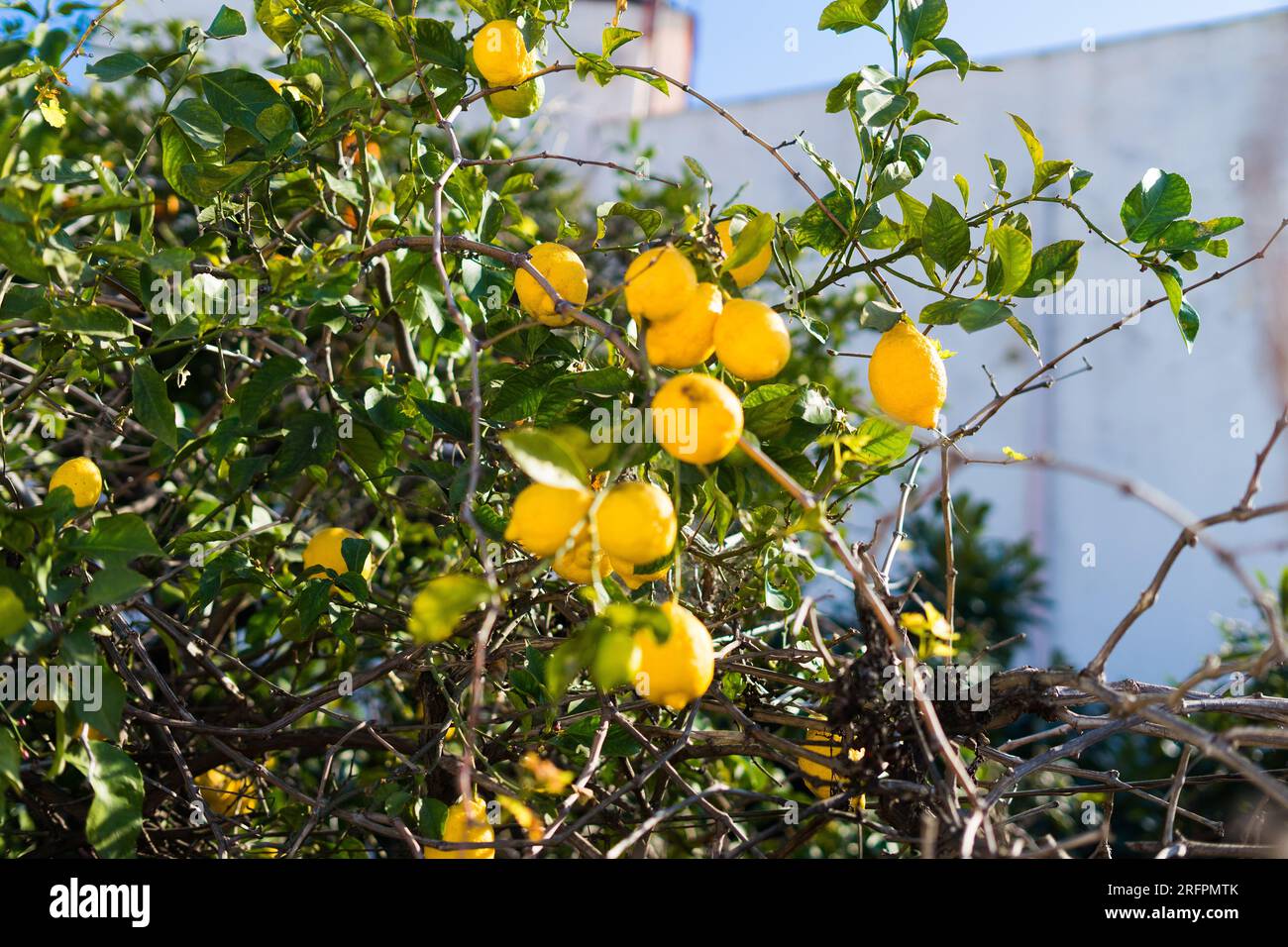 Australian lemon leaf hi-res stock photography and images - Alamy