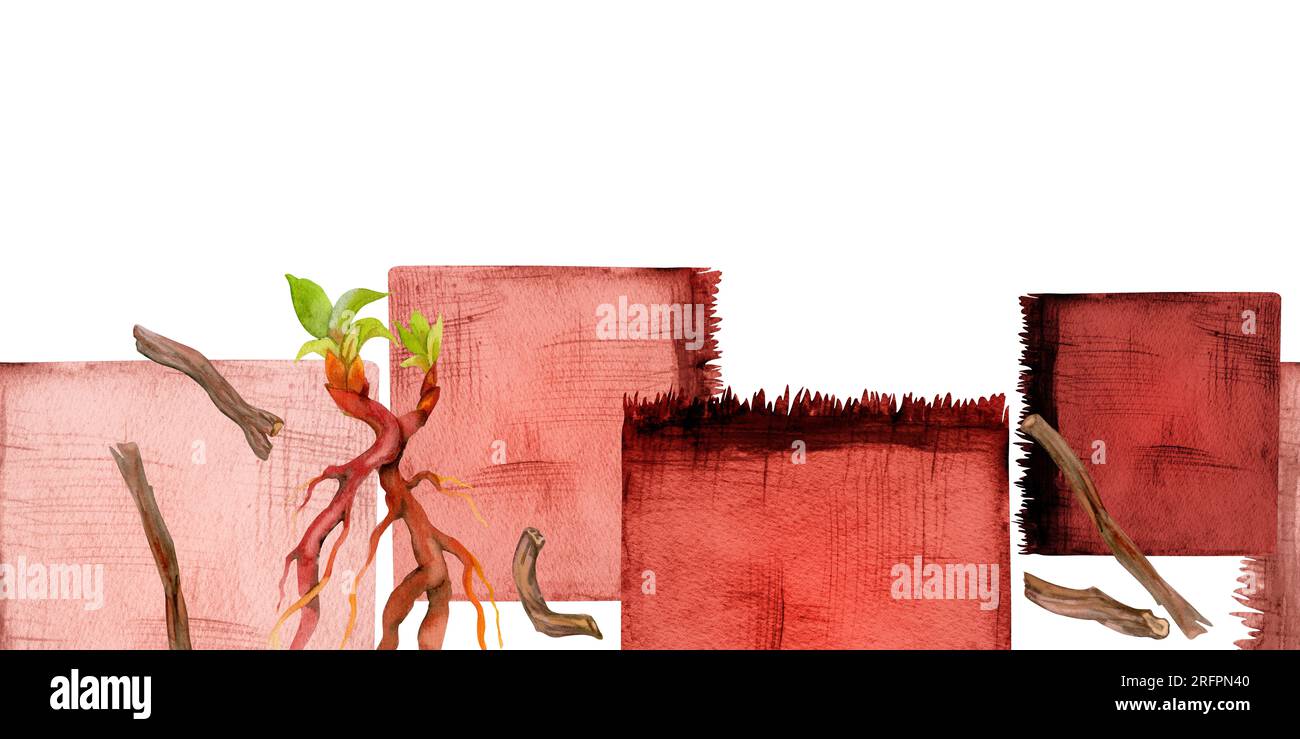 Hand drawn watercolor madder root coloring natural plant dye, hobby ...