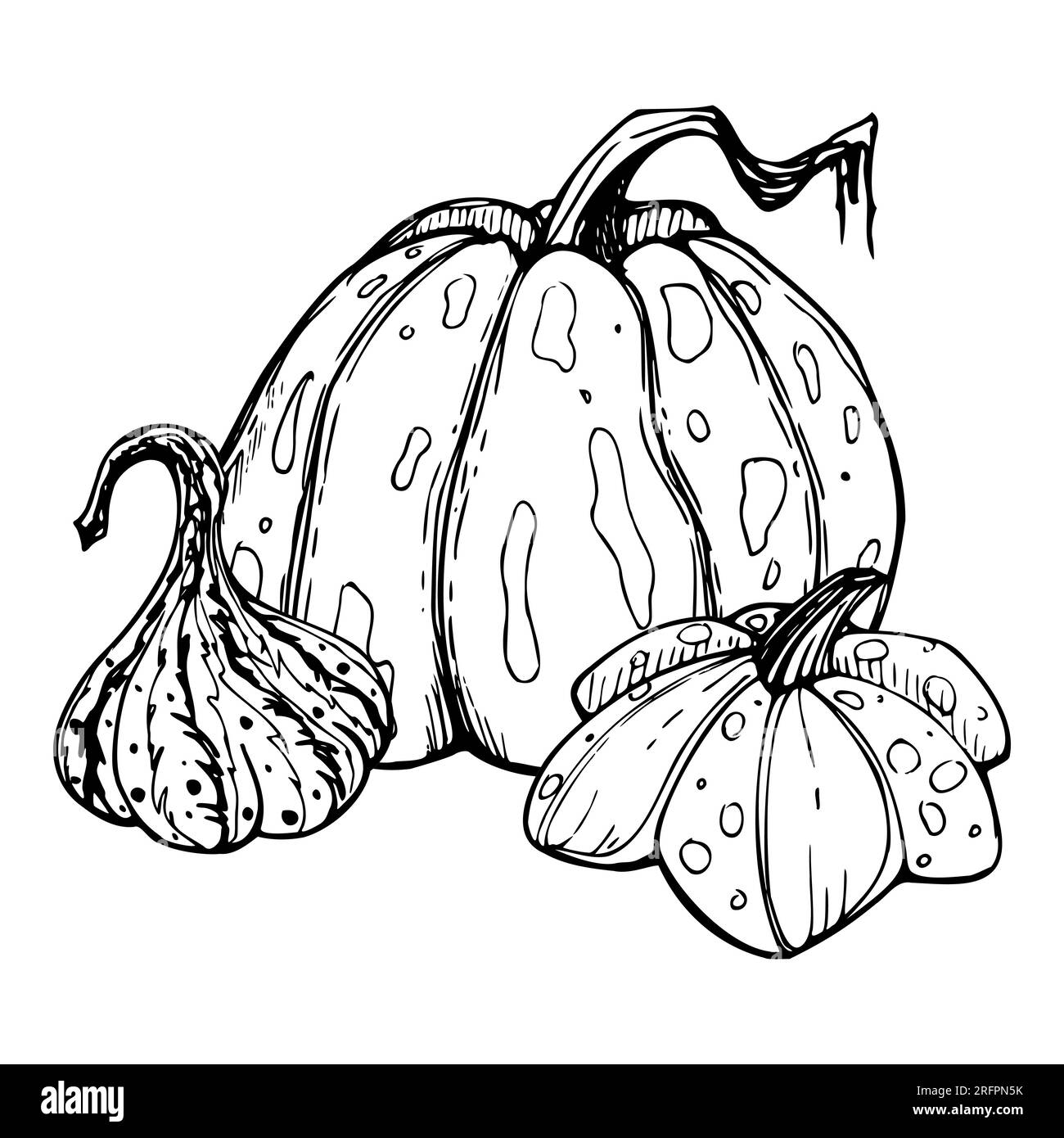 Hand drawn ink vector pumpkin gourd squash. Sketch illustration art for ...