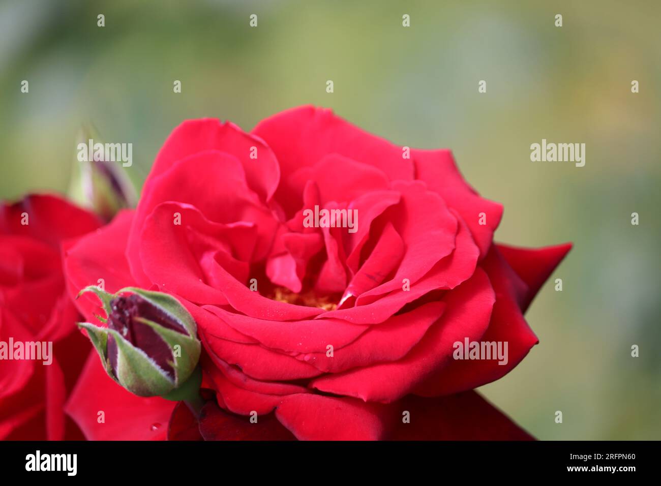 beatifull red rose from botanical garden Stock Photo - Alamy