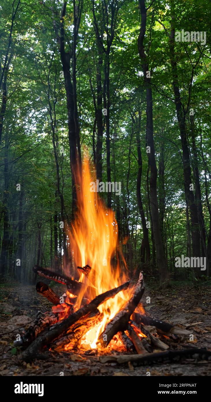 Burning fire. The bonfire burns in the forest. Texture of burning fire ...