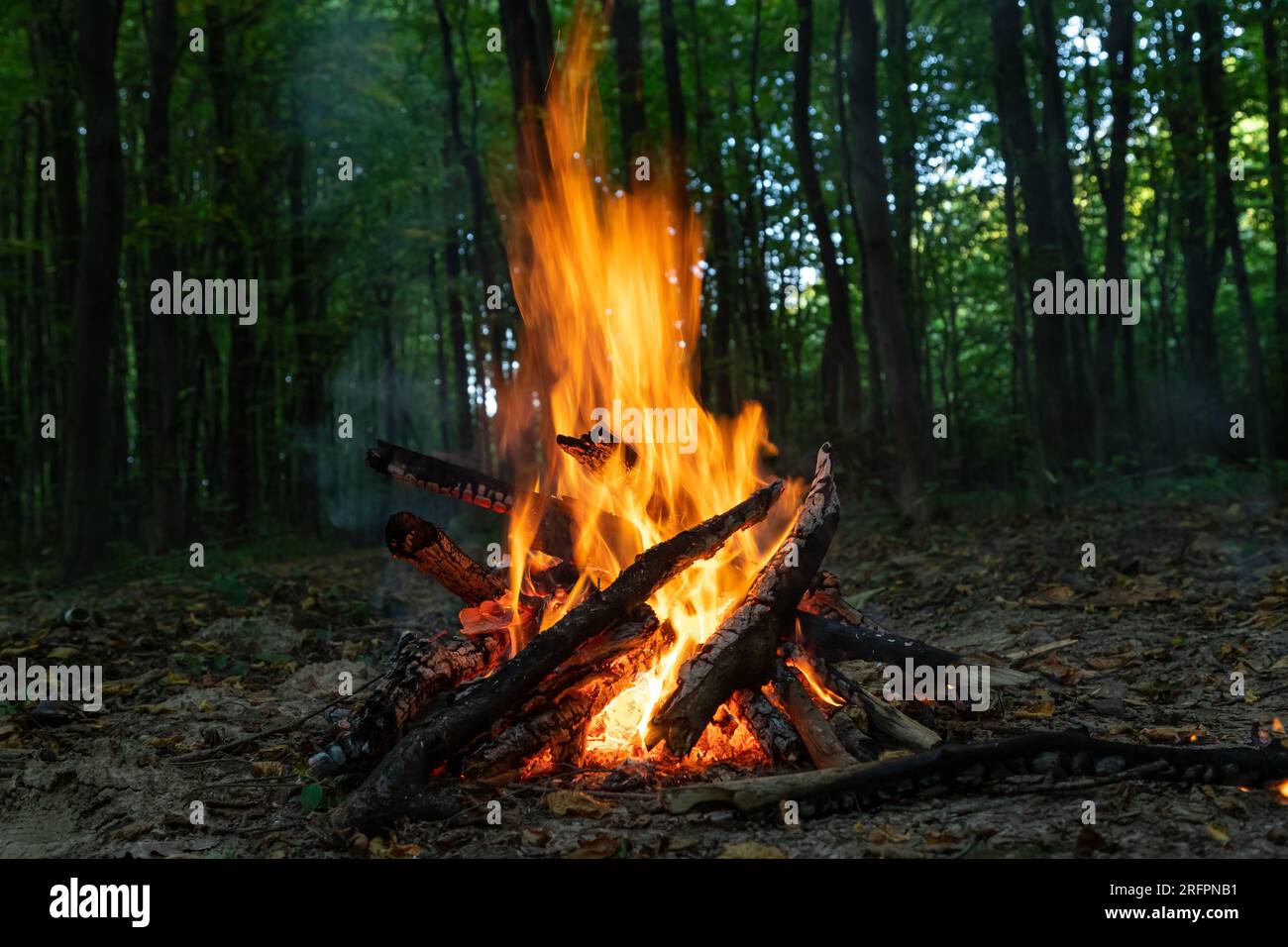 Burning fire. The bonfire burns in the forest. Texture of burning fire ...