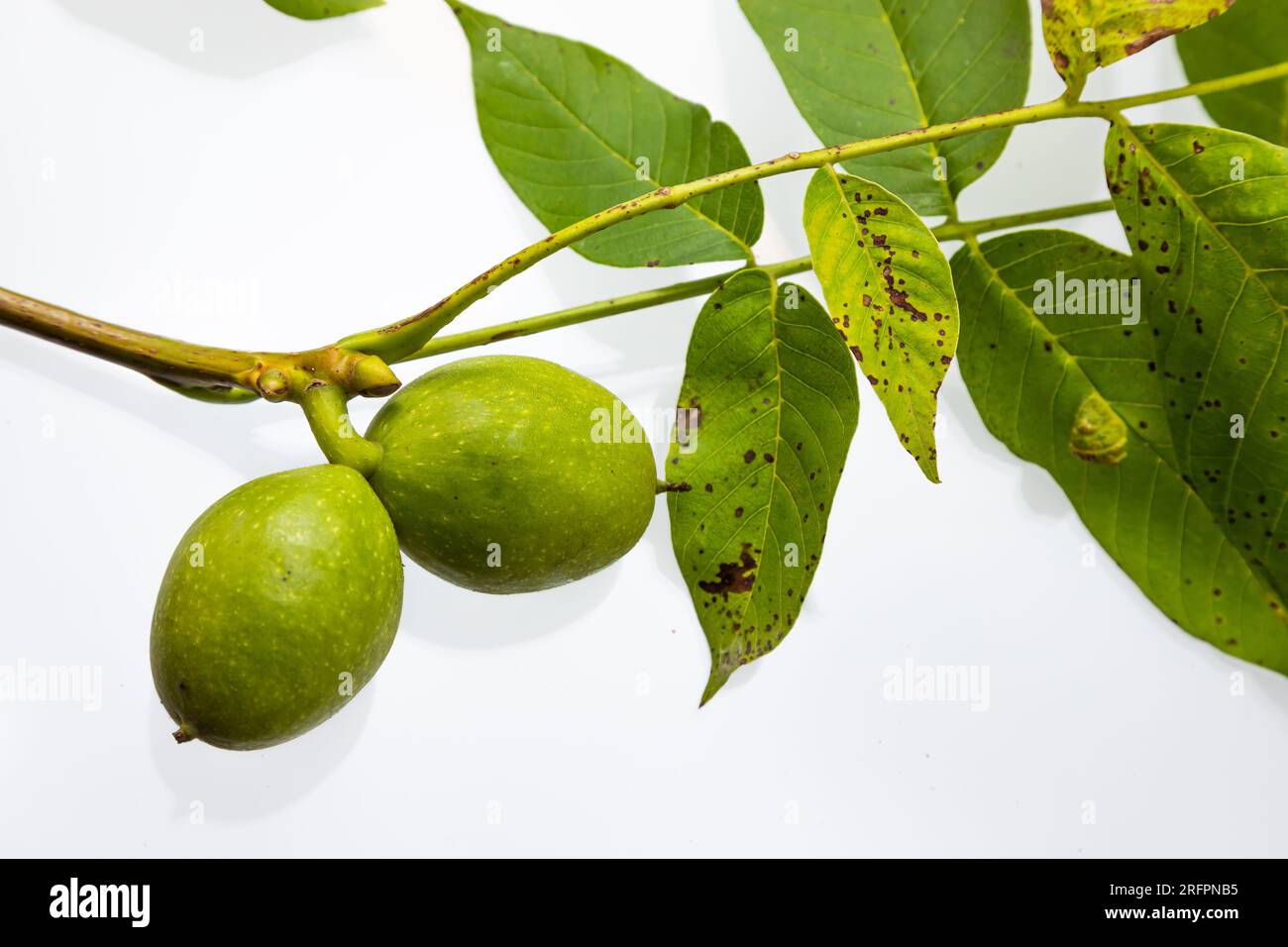 Walnuts green close-up isolated on a white background Stock Photo - Alamy