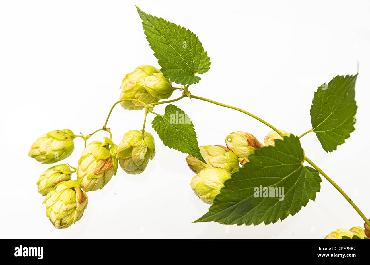 Close up view of single hop cone with leaf. Isolated on white Stock ...