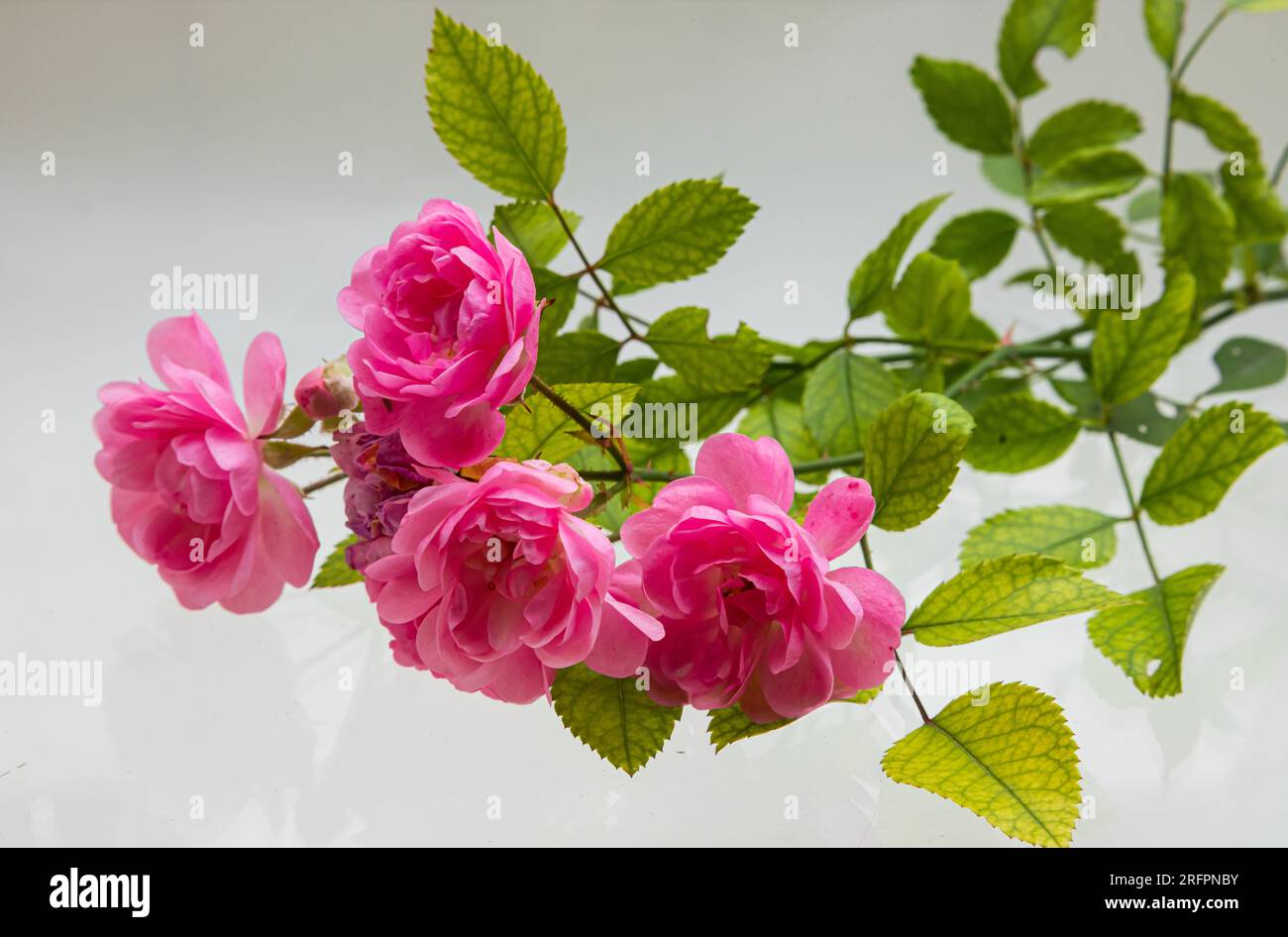 Light pink rose isolated on white background Stock Photo - Alamy
