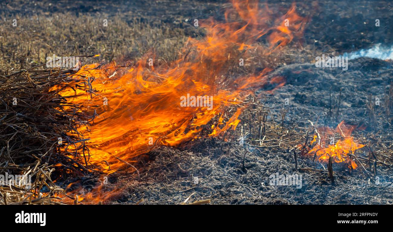 Close-up background of fire is rising from burning straw to black ash ...