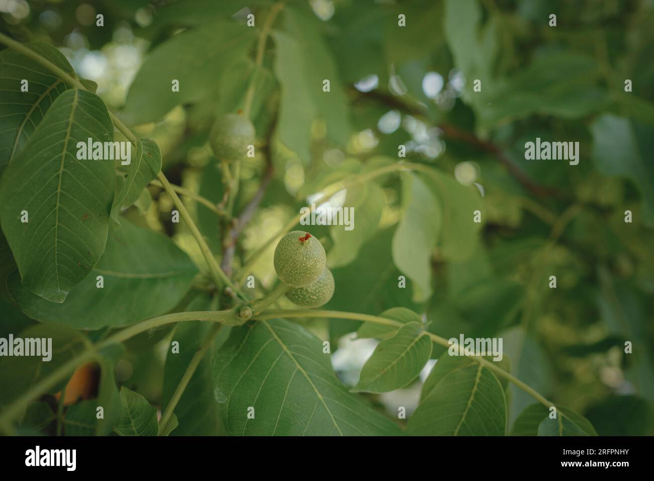 ripe walnut nuts on a tree in summer day. Branch of green walnuts Stock ...
