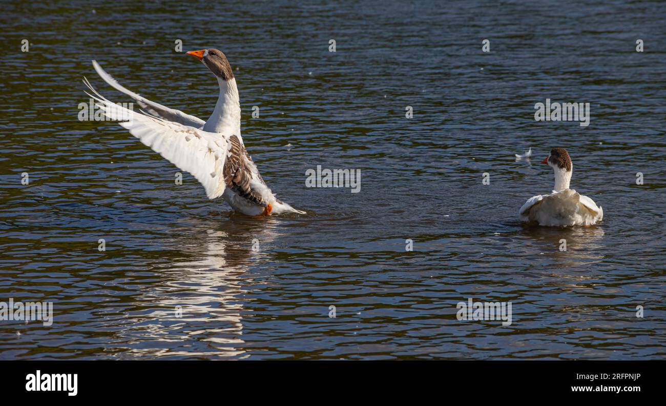 Domestic geese swim in the water. A flock of white beautiful geese in ...