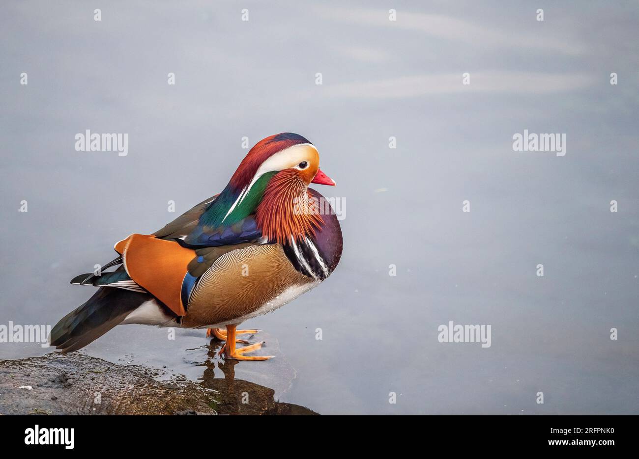 Birds flying through the air hi-res stock photography and images - Alamy
