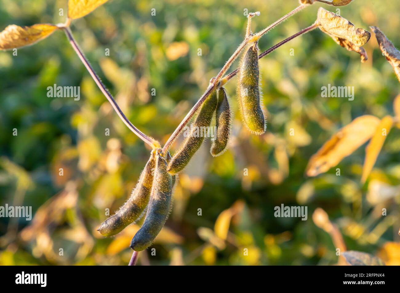Soybeans pod macro. Harvest of soy beans - agriculture legumes plant ...