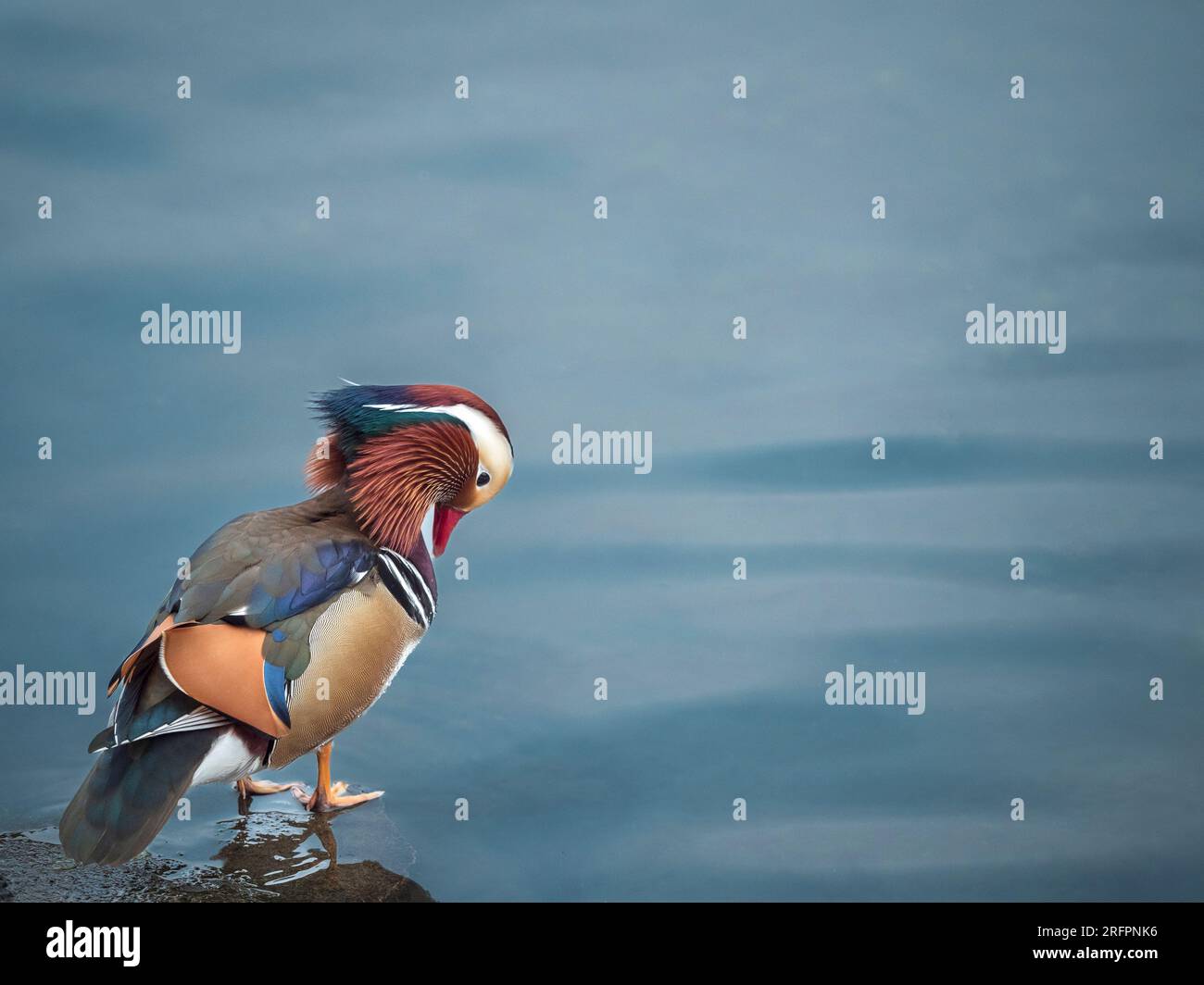 Bird photography hi-res stock photography and images - Alamy