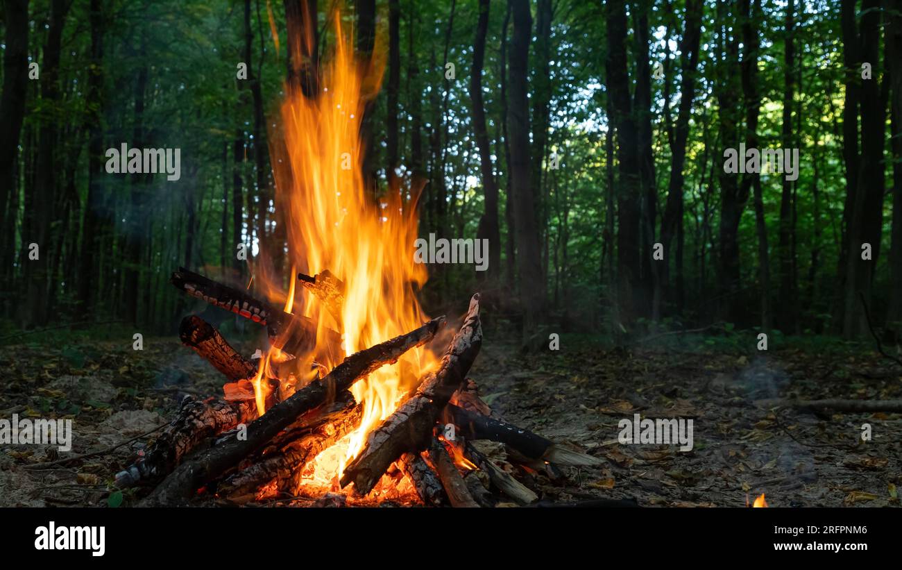 Burning fire. The bonfire burns in the forest. Texture of burning fire ...