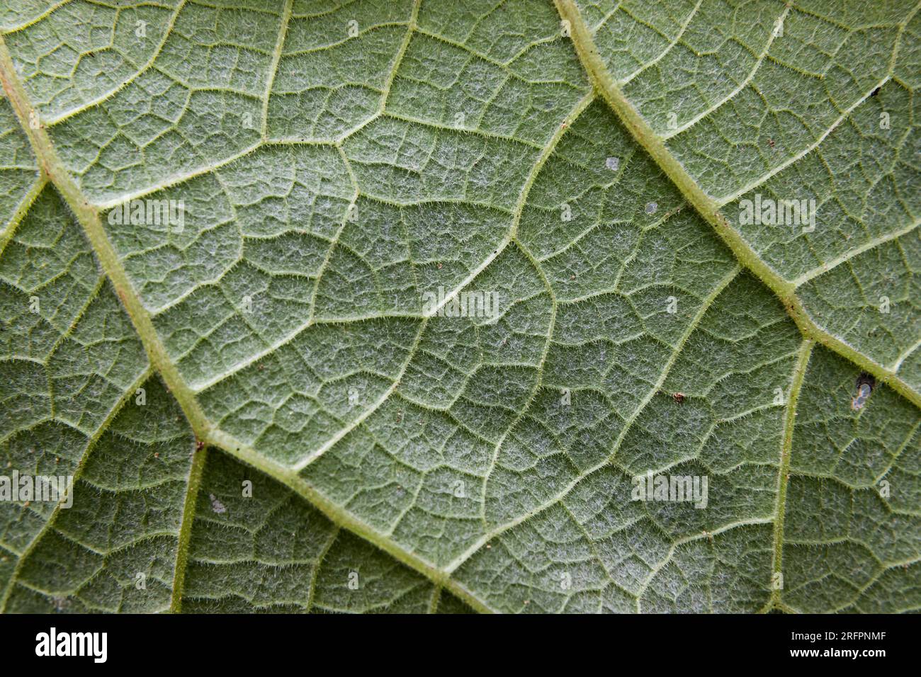 Macro Photo Of Natural Green Leaf Pattern Stock Photo - Alamy