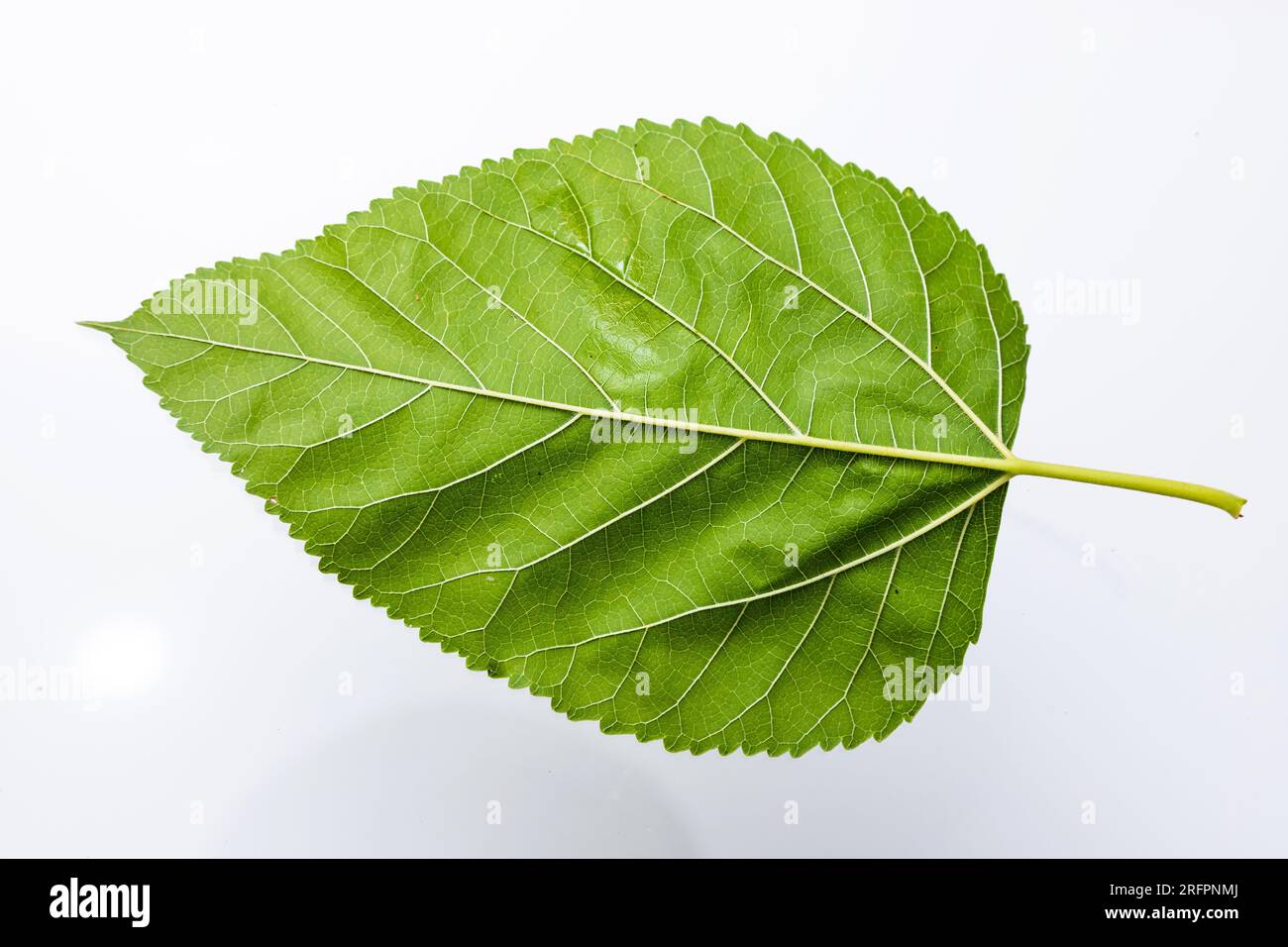 Green betel leaf isolated on the white background Stock Photo - Alamy