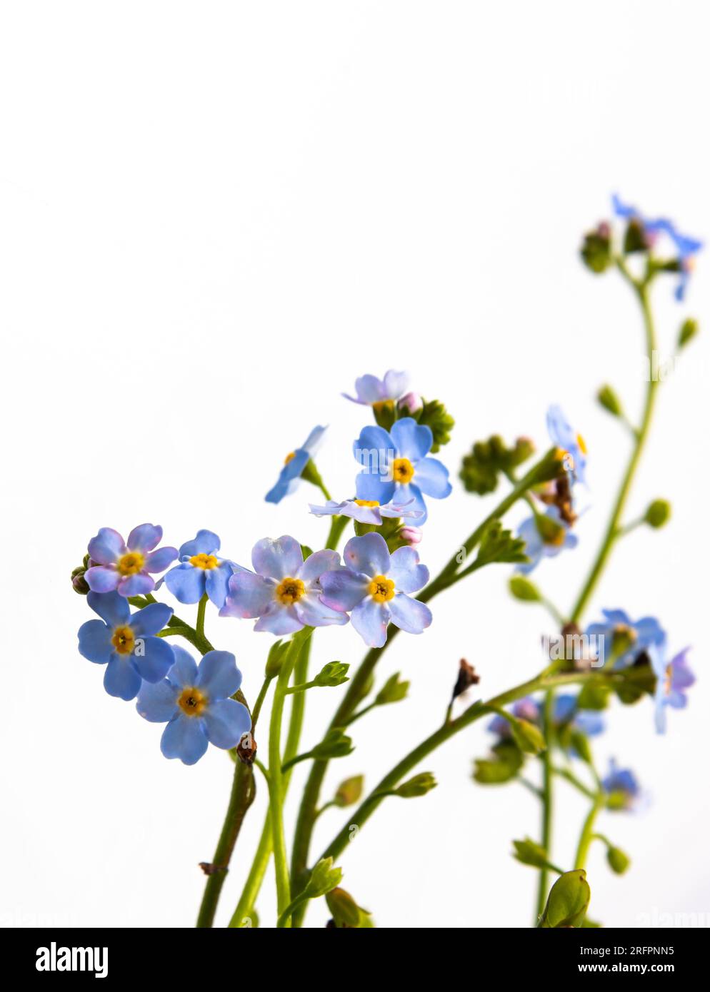 Spring is coming - bunch of forget-me-nots over white background Stock ...