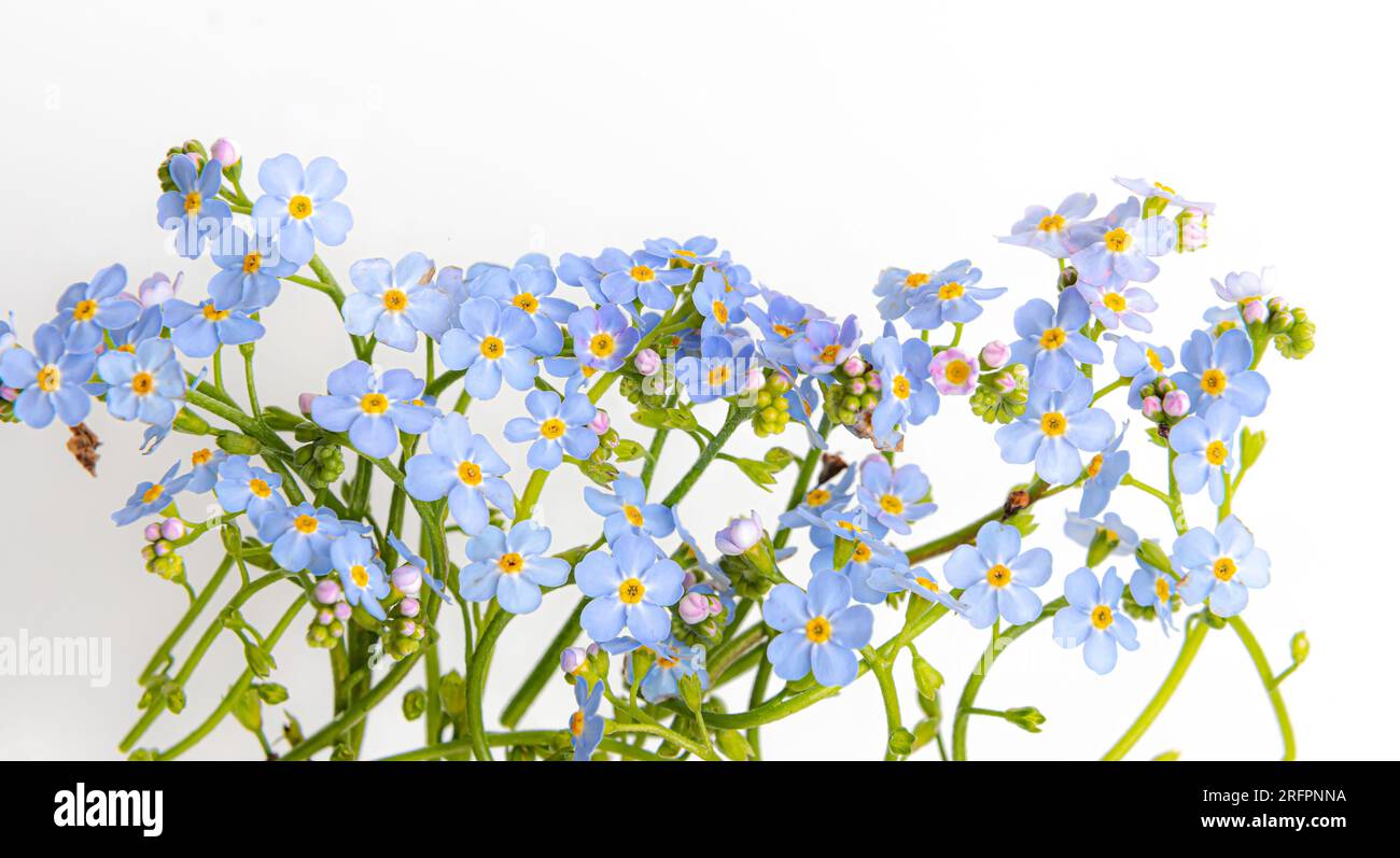 Spring is coming - bunch of forget-me-nots over white background Stock ...
