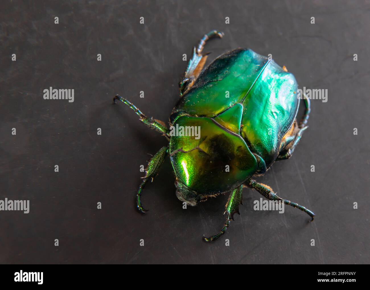 Bright coloured beetle hi-res stock photography and images - Alamy