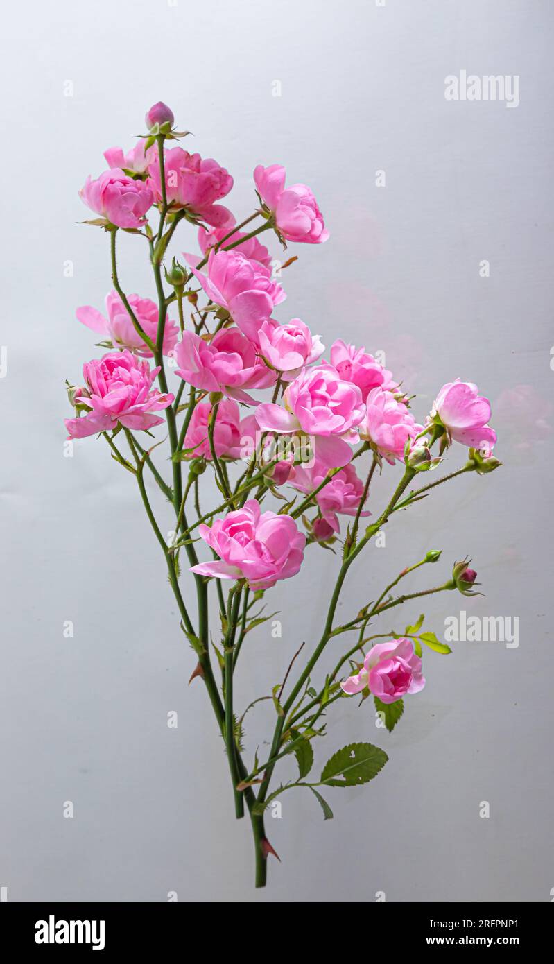 Light pink rose isolated on white background Stock Photo - Alamy
