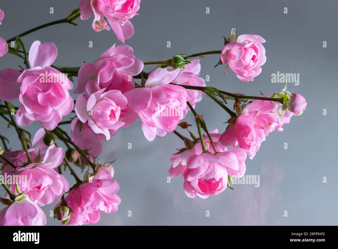 Light pink rose isolated on white background Stock Photo - Alamy