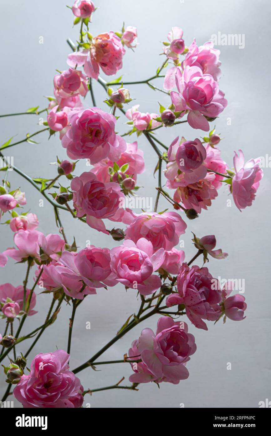 Light pink rose isolated on white background Stock Photo - Alamy
