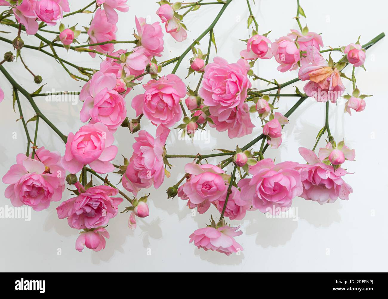 Light pink rose isolated on white background Stock Photo - Alamy