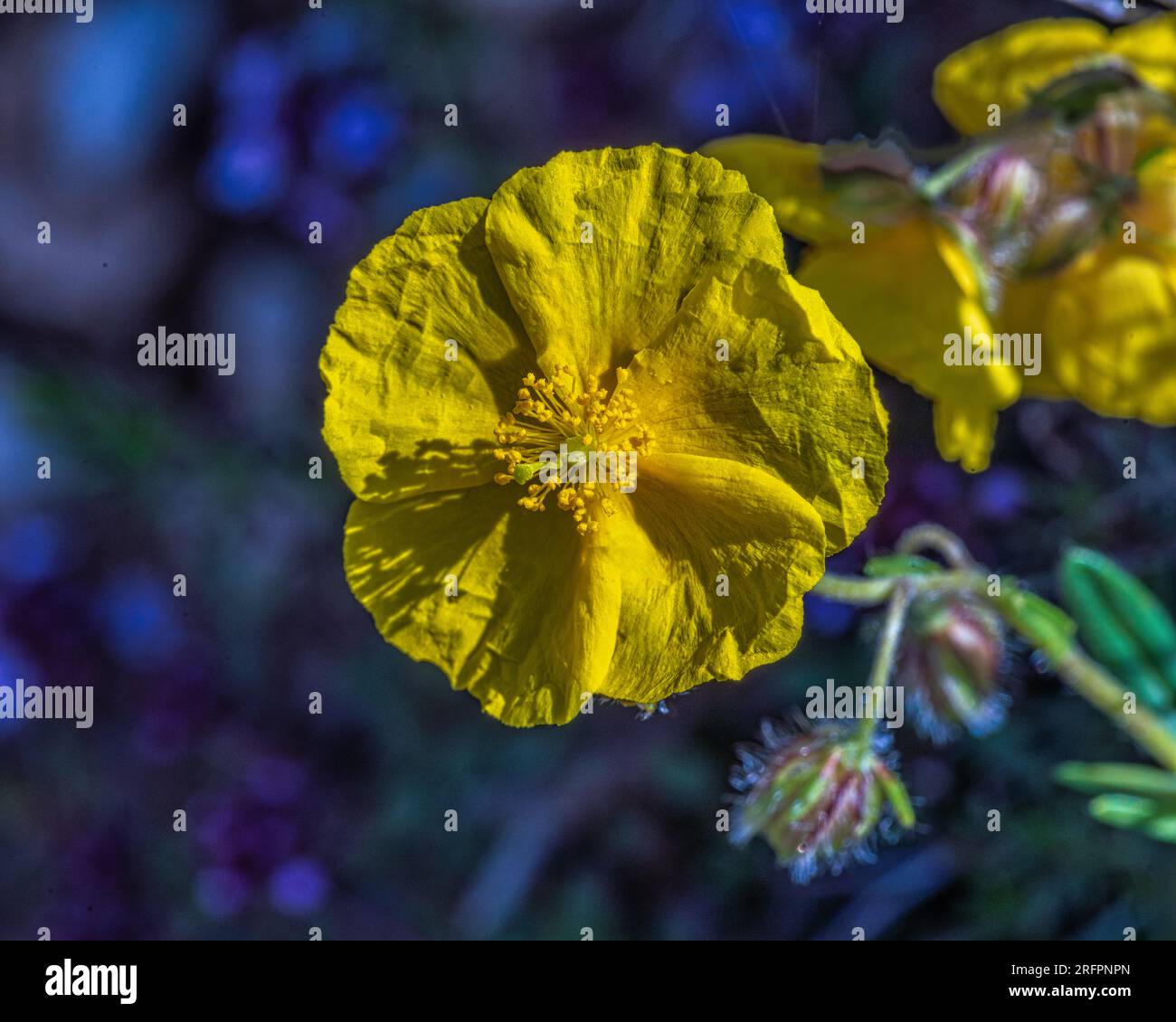 Macro of Helianthemum nummularium (known as common rock-rose) is a ...