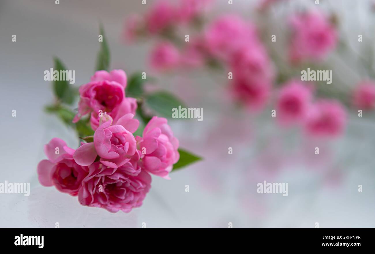 Light pink rose isolated on white background Stock Photo - Alamy