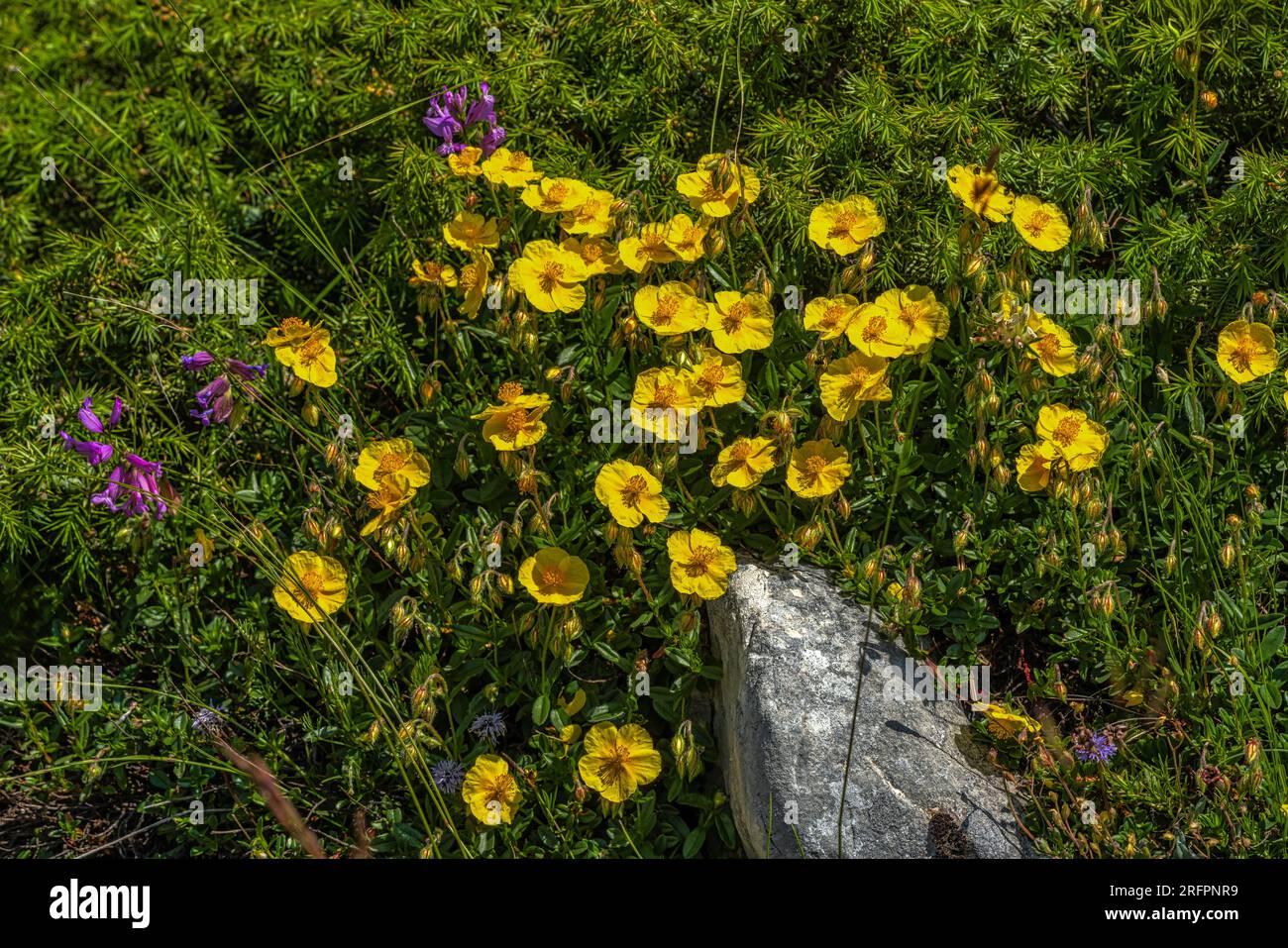 shrub of Helianthemum nummularium (known as common rock-rose) is a ...