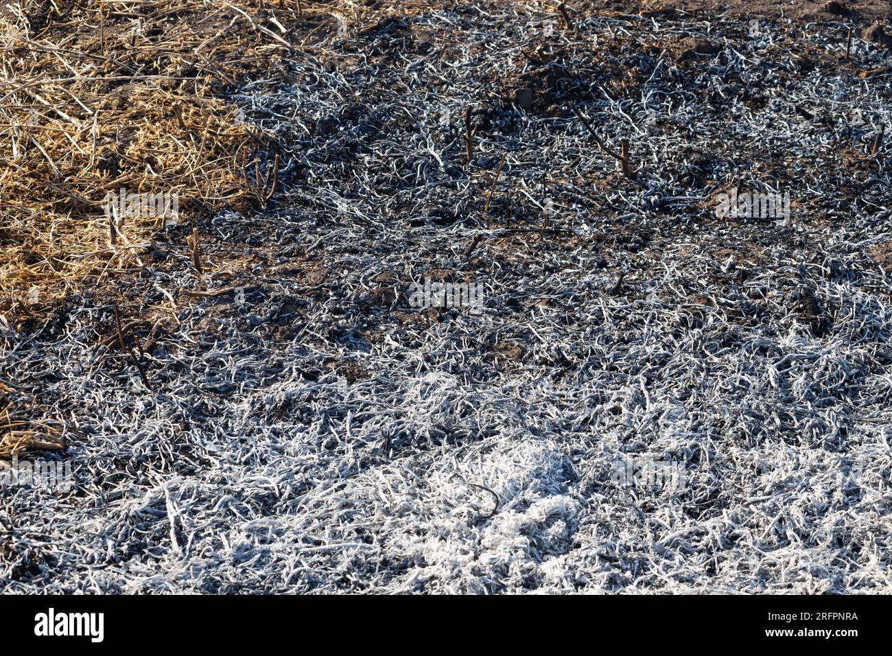 Close-up background of fire is rising from burning straw to black ash ...