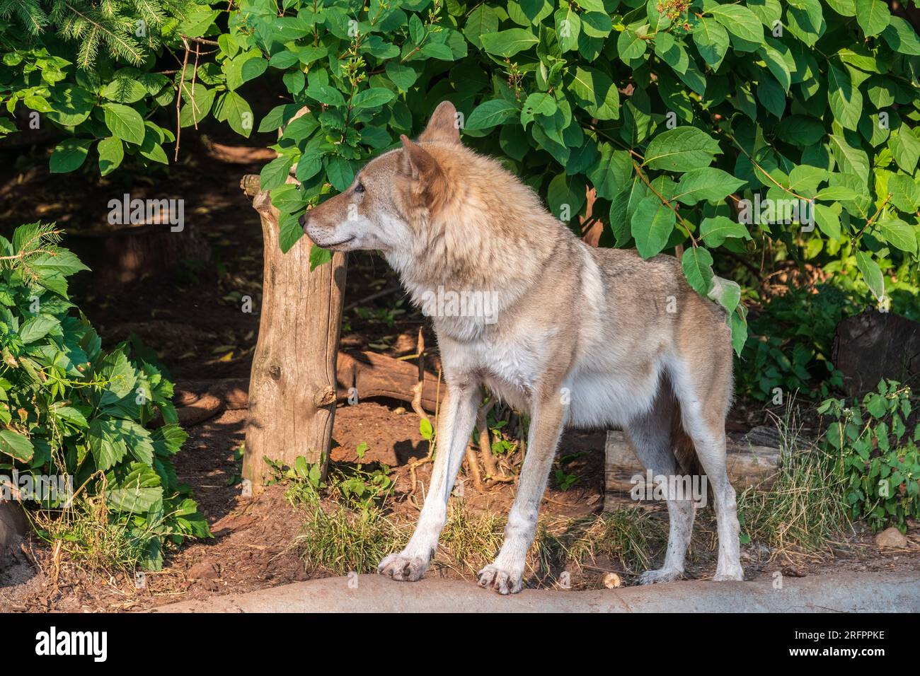 Gray wolf in forest on the green grass. The wolf, Canis lupus, also ...