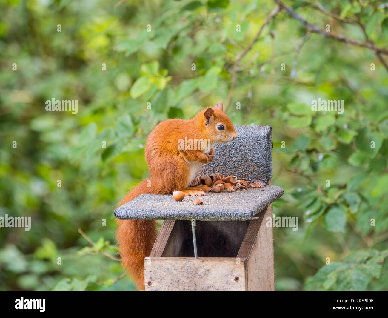 Red Squirrel (Sciurus Vulgaris), Tresco Abbey Gardens, Tresco, Isles of ...