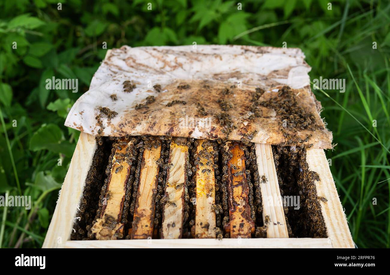 Macro photo of a bee hive on honeycombs. Bees produce fresh, healthy ...