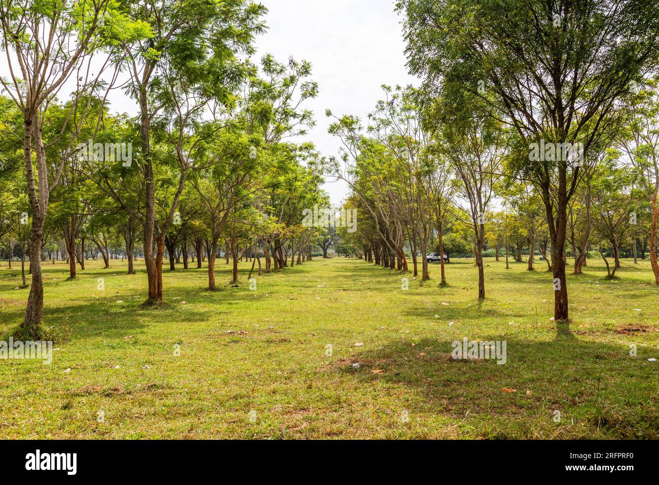 Rows of trees in Coronation Park in Jinja, Uganda Stock Photo - Alamy