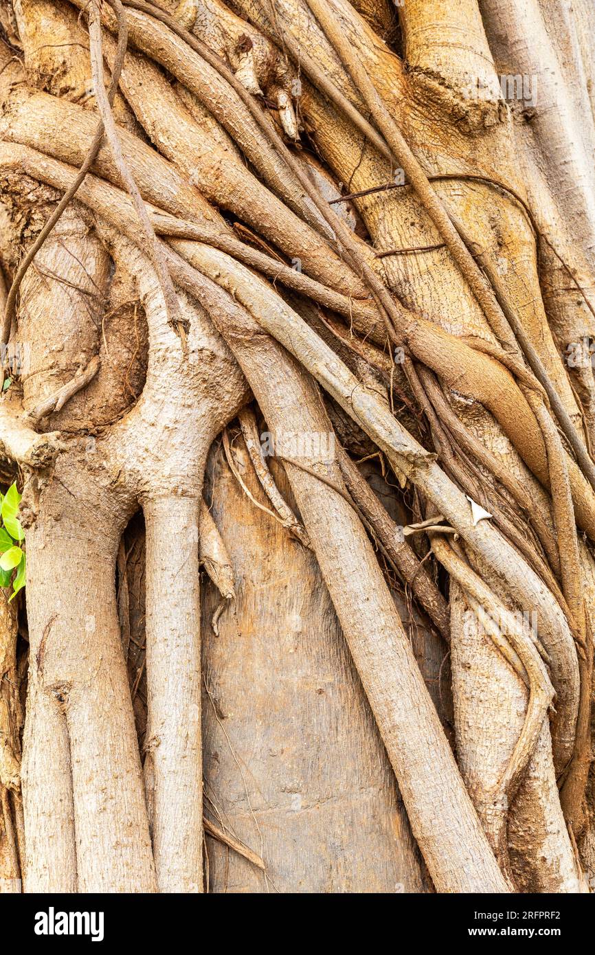 Intertwining vine hi-res stock photography and images - Alamy