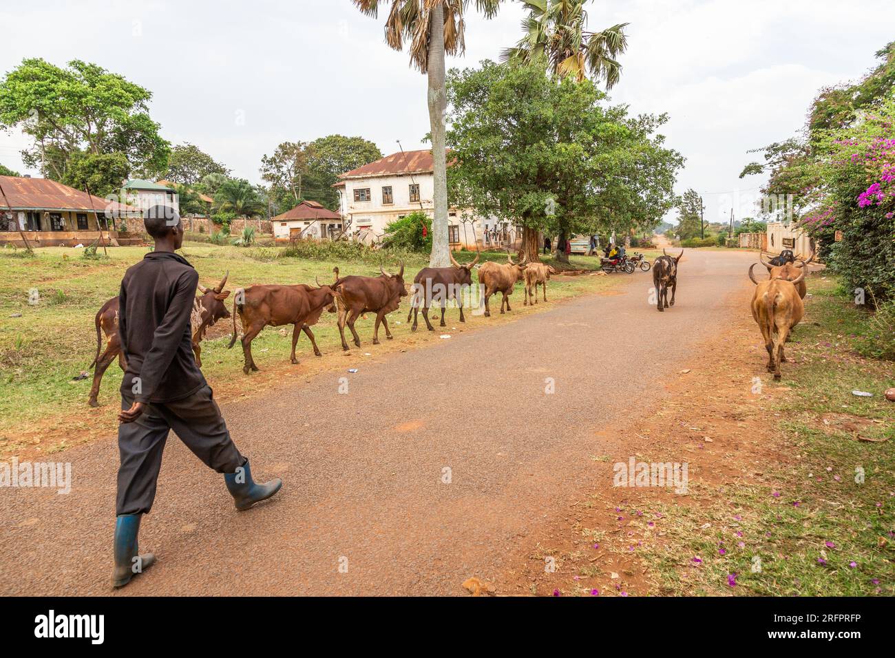 Farmer leading his herd of cows. Jinja, Uganda Stock Photo - Alamy