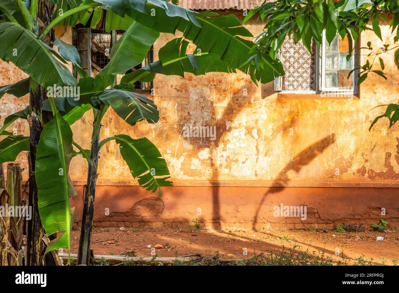 Shadows of banana trees projecting on the wall of a house at daybreak ...
