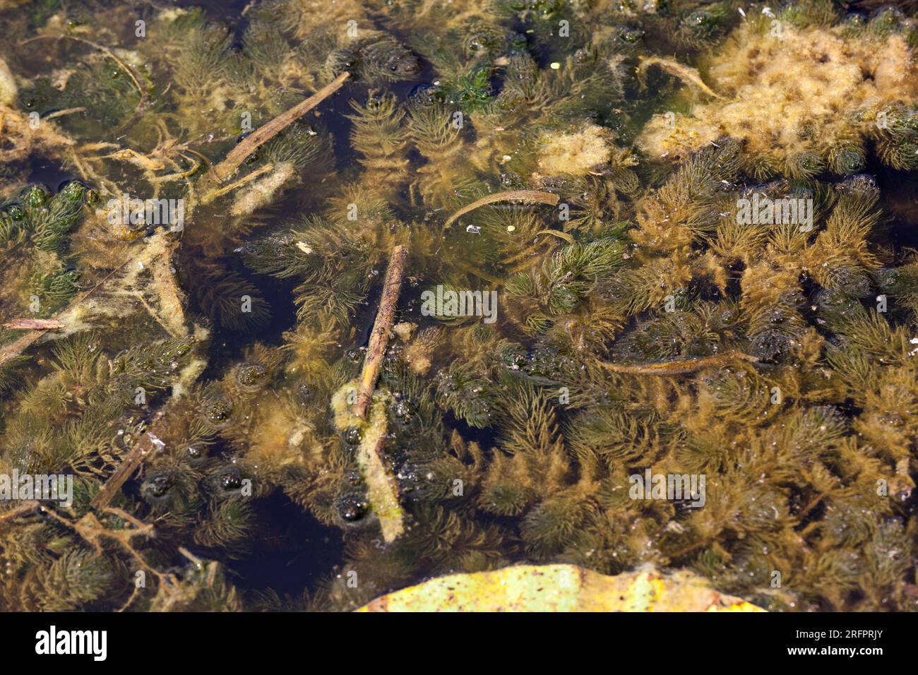swampy area with different types of plants growing in water, summer ...