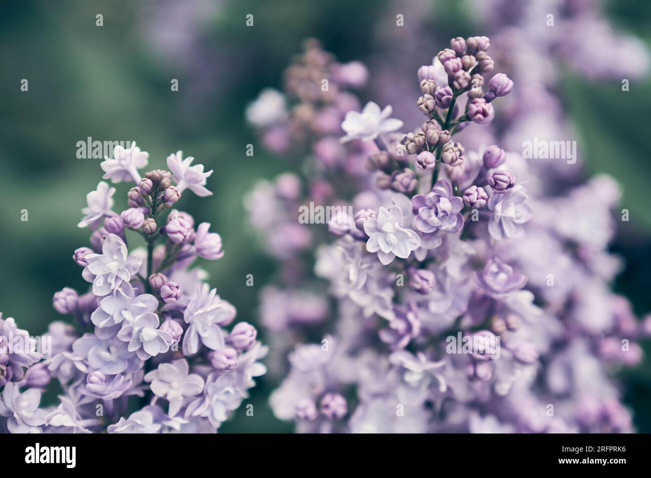 The branches of the double lilac blossomed in full bloom of the petals ...