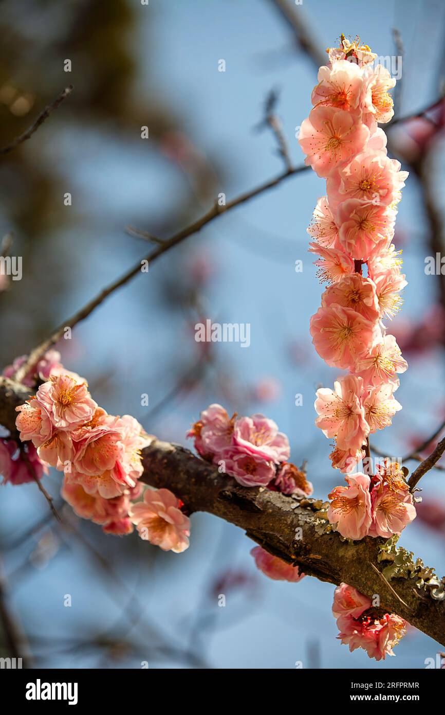 Sakura - Spring in Japan Stock Photo - Alamy