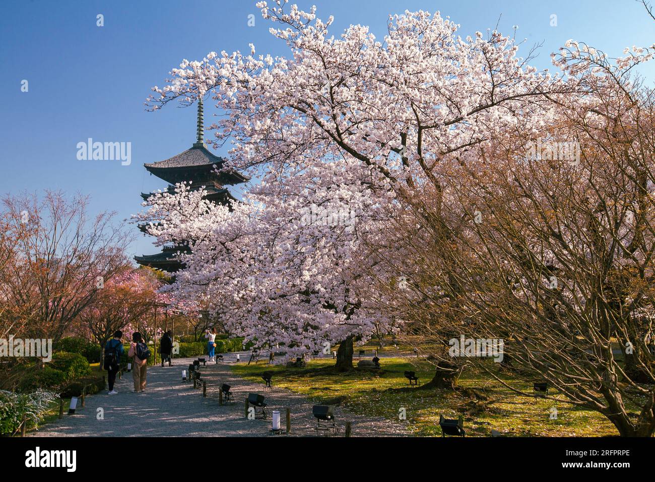 Toji Temple in Kyoto - The tallest wooden pagoda in Japan Stock Photo ...