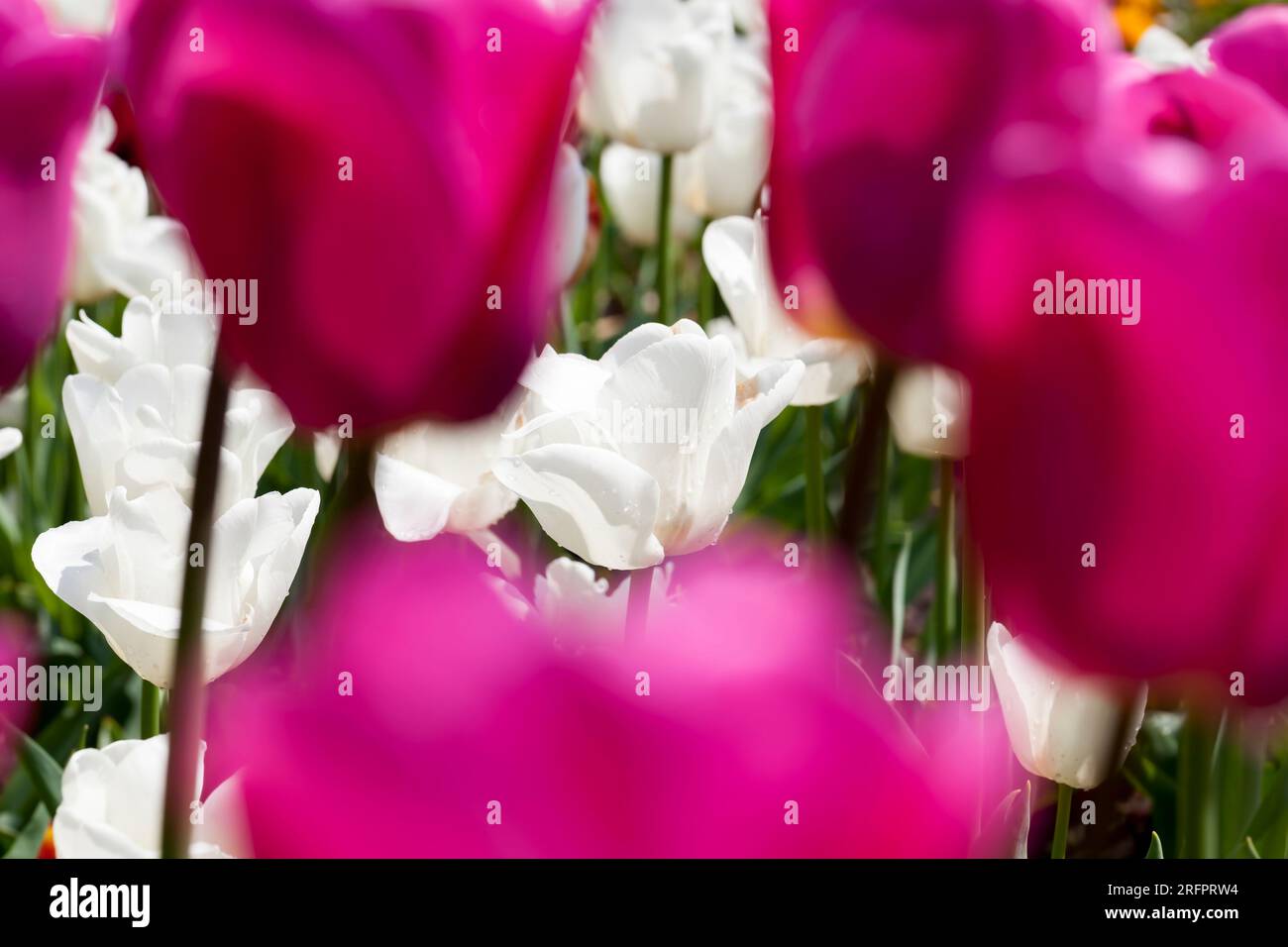 flowers in the spring season, flowers are grown for decoration and ...