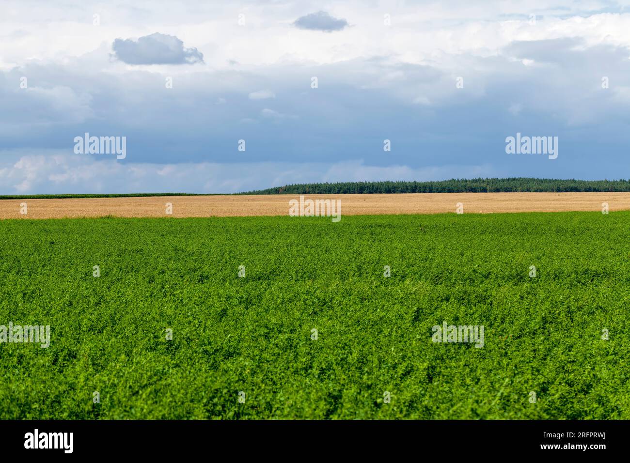 agricultural field with growing plants for harvesting food, farming in ...